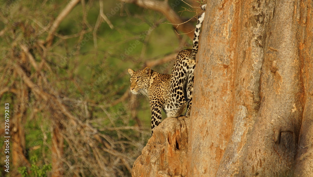 Leopard on a tree in national park in Kenya, Africa. It's a big cats in ...