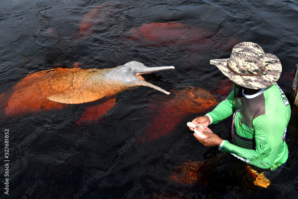 feeding pink dolphins in an ecopark on the Amazon river in Brazil Stock ...