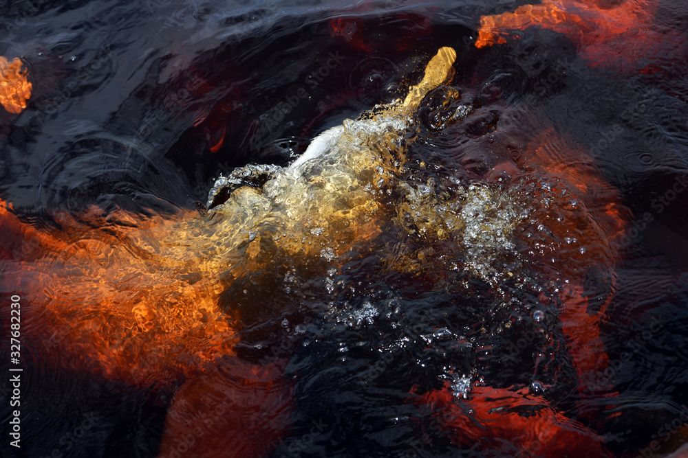 feeding pink dolphins in an ecopark on the Amazon river in Brazil Stock ...