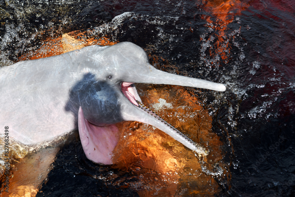 feeding pink dolphins in an ecopark on the Amazon river in Brazil Stock ...