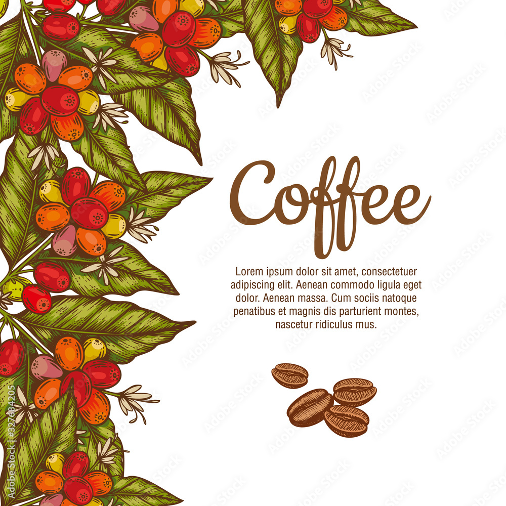 Vector banner template with branches of coffee tree with flowers ...