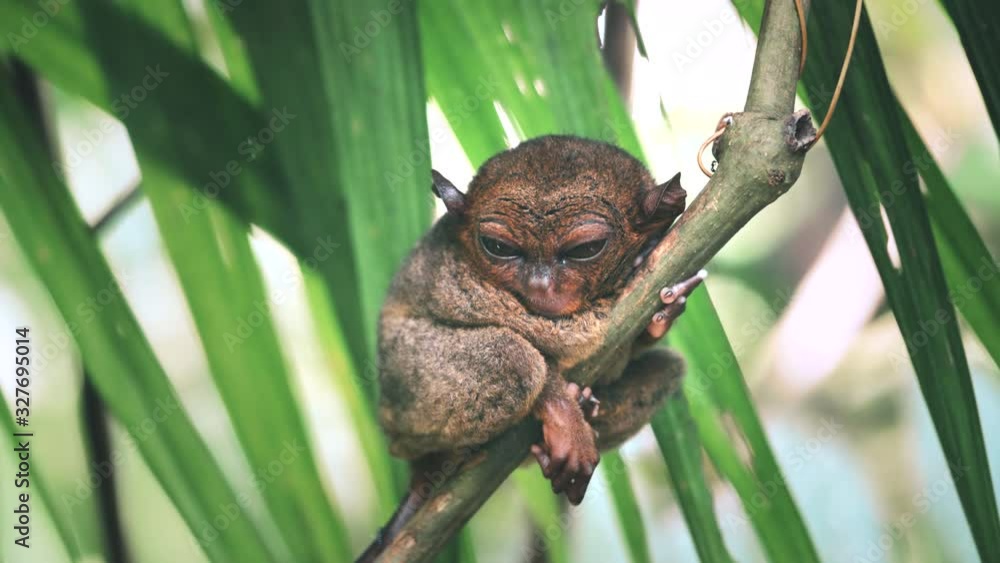 Phillipine Tarsier, Smallest Primates in World, Having One of Biggest ...