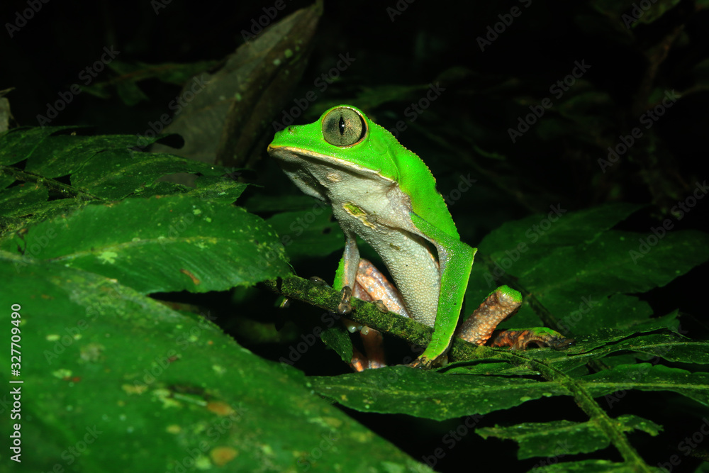 The tarsier leaf frog, Phyllomedusa tarsius, a bright green tree frog ...