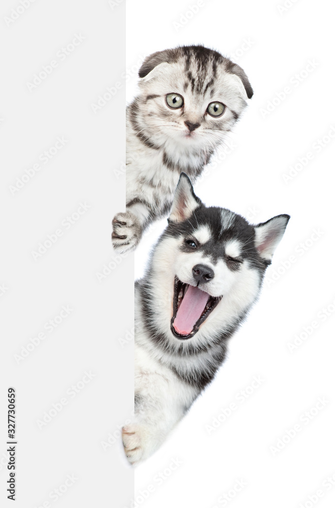 Laughing husky puppy winks with open mouth from behind empty white ...