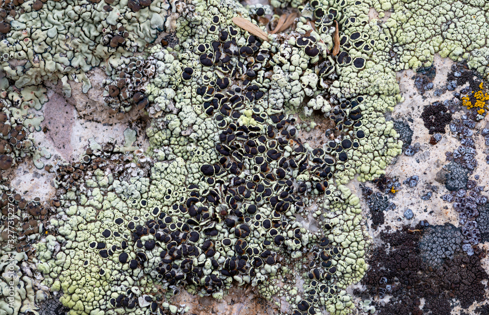 Foliose Lichen Apothecium