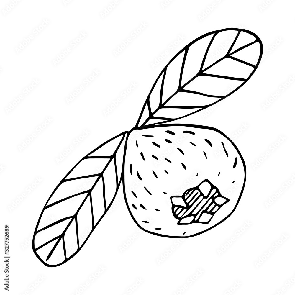 Loquat or Eriobotrya japonica. Japanese medlar vector hand drawn ...