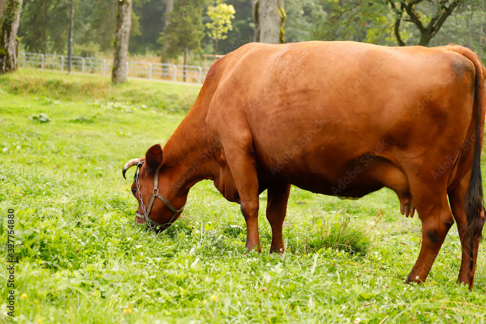 Background Pet. A red cow grazes in a green meadow. On the right is a ...