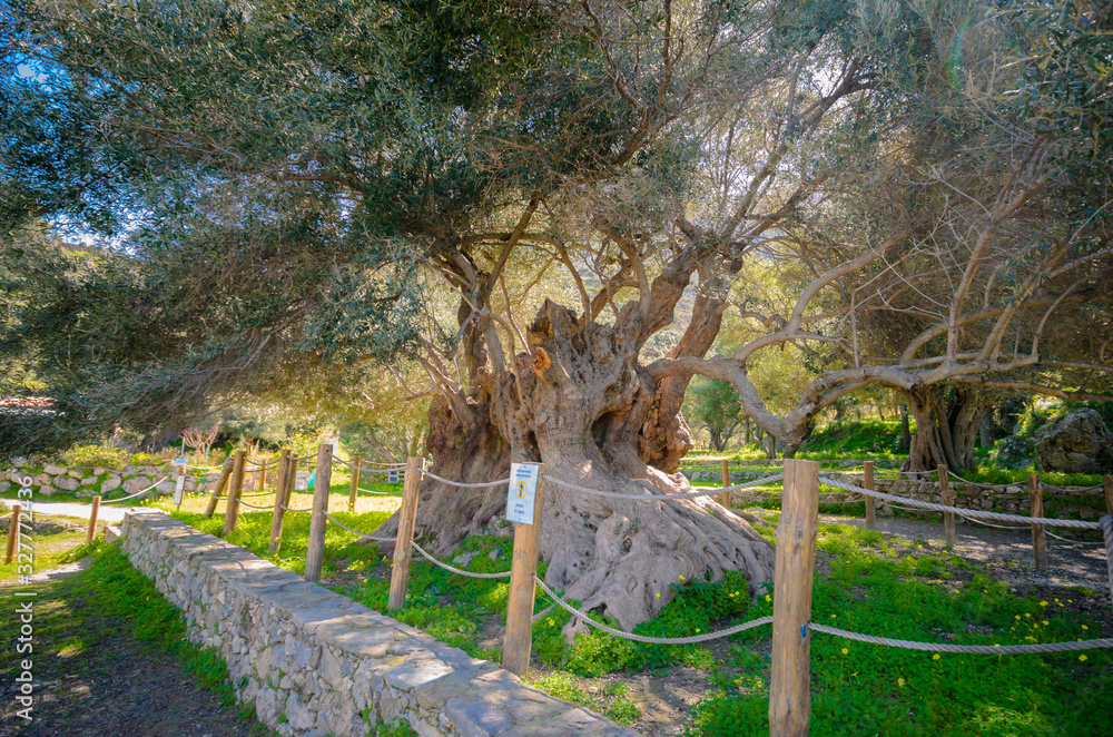 Monumental olive tree in Kavusi.It is a natural monument which is ...