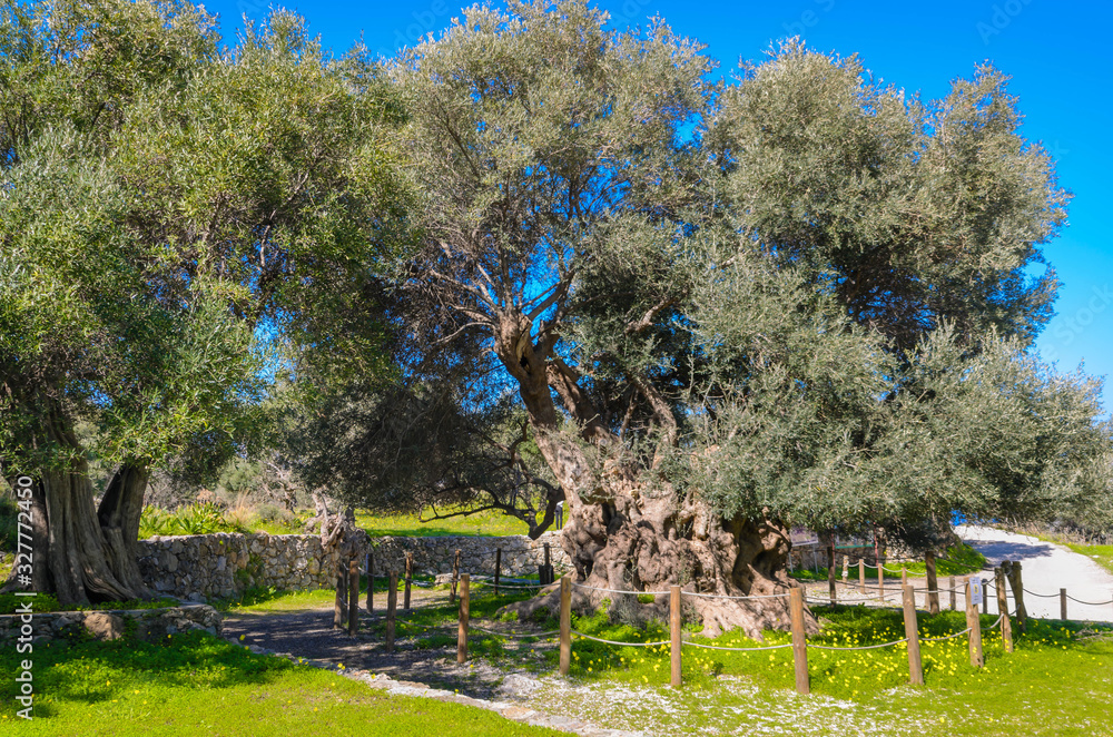 Monumental olive tree in Kavusi.It is a natural monument which is ...