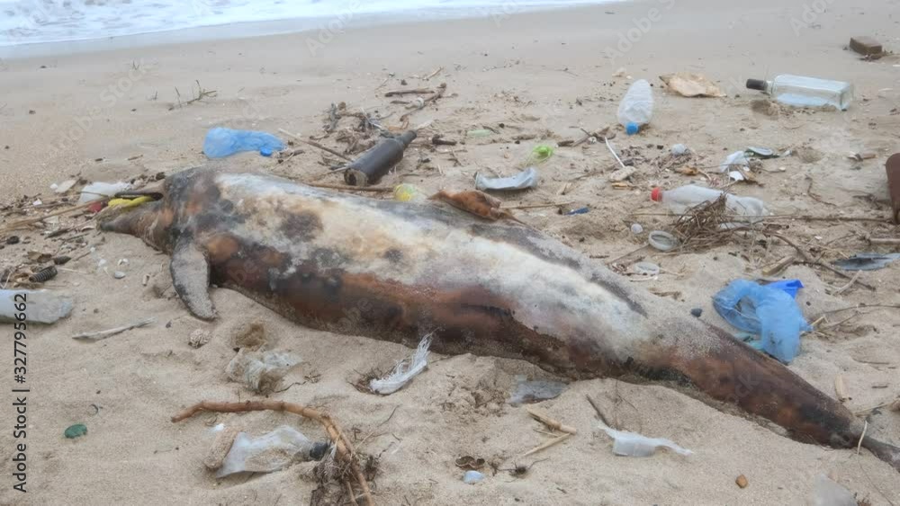 Dolphin thrown out by the waves lies on the beach is surrounded by ...