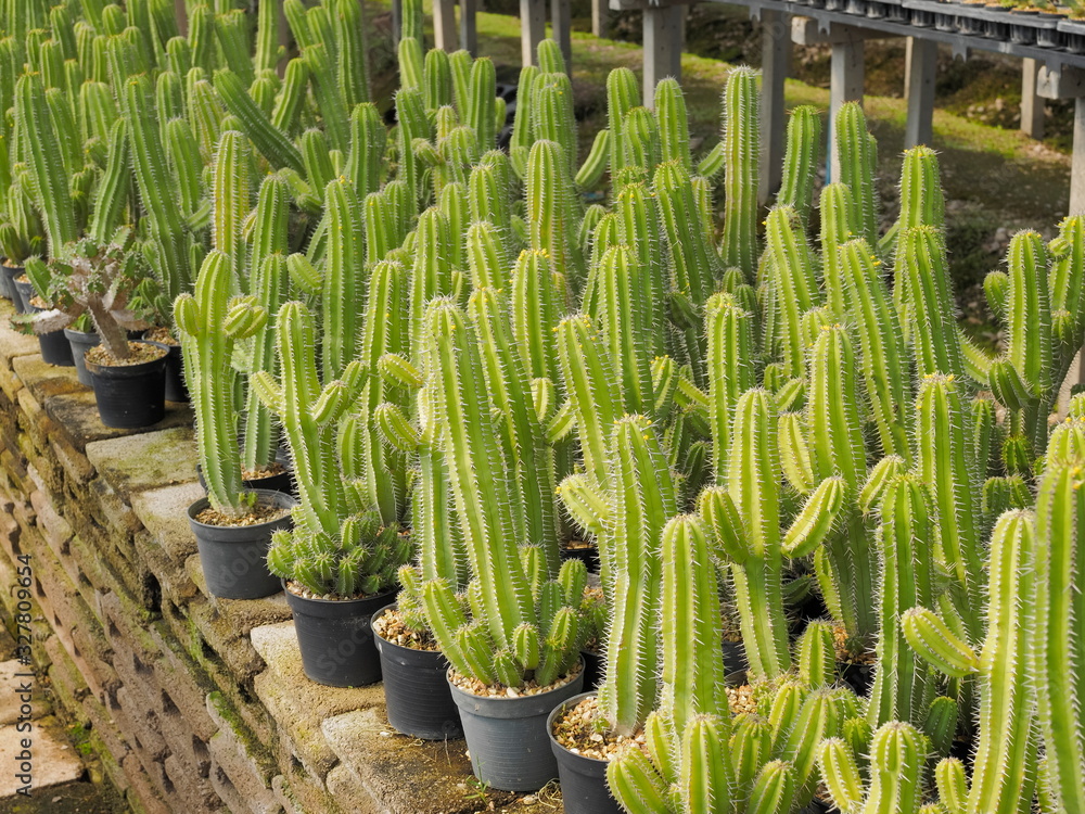 Cereus repandus, the Peruvian apple cactus planting in flower pots ...