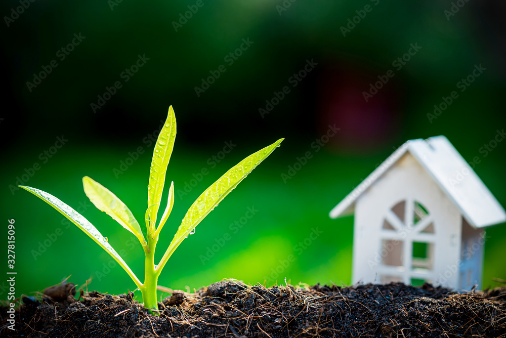 tree sapling growing on soil and blur house model with nature ...