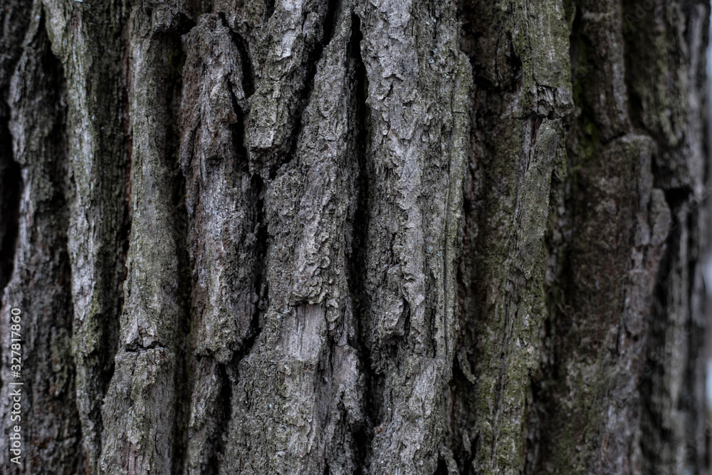 Wooden Background.Seamless texture of wood bark. Background texture of ...