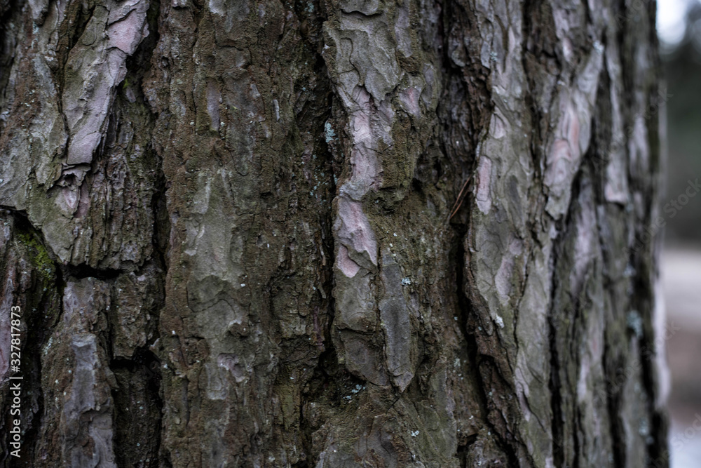 Wooden Background.Seamless texture of wood bark. Background texture of ...