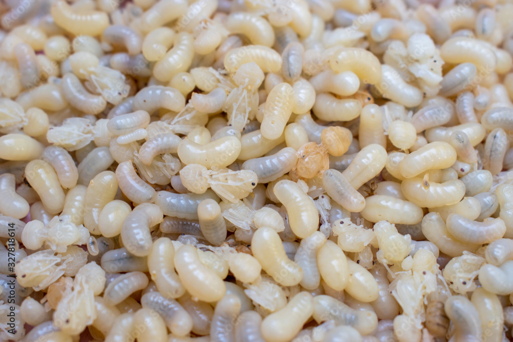 Ant eggs background.High quality real natural ant eggs close-up.Texture ...