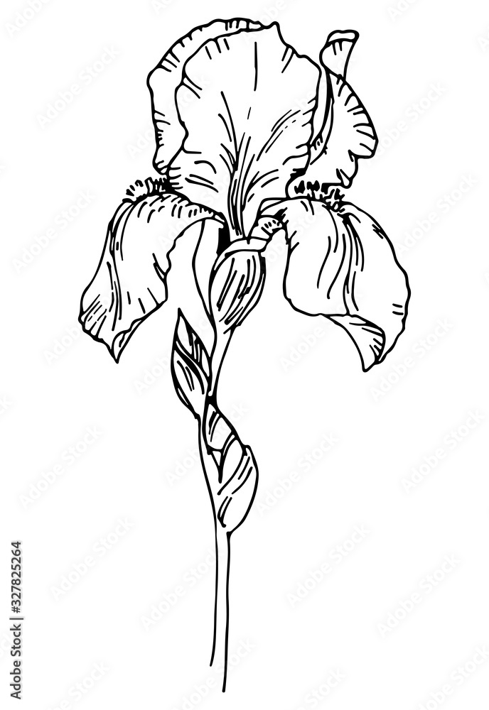 Iris flower outline. Botanical drawing. Sketch. Realistic. Nature ...