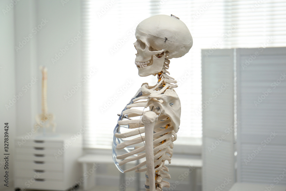 Human skeleton model in modern orthopedist's office Stock Photo | Adobe ...