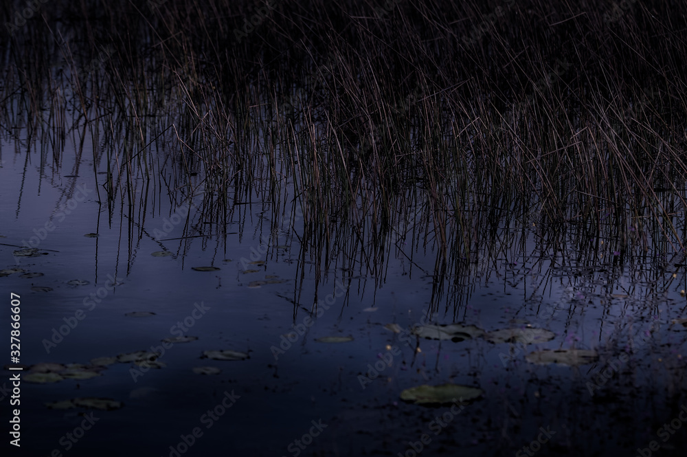 Dark water background with aquatic plants looking like thousands arrows ...
