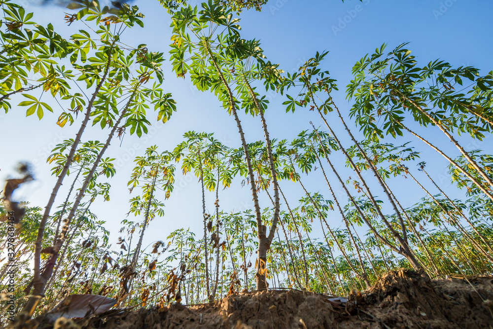 Tapioca farm, potato farm, tapioca plantation growth. farm, and ...