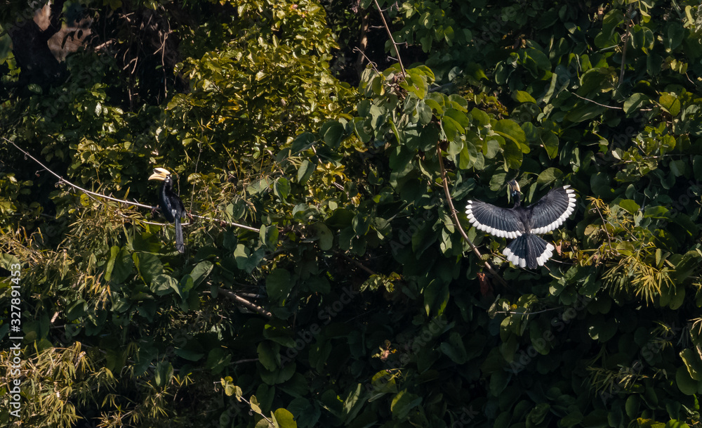 Oriental pied hornbill bird in flight over sky at rajaji national park ...