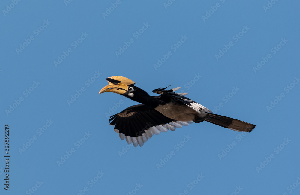 Oriental pied hornbill bird in flight over sky at rajaji national park ...