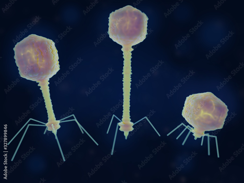 Bacteriophages: T4, T5 and T7. Phages inject their RNA/DNA in specific ...