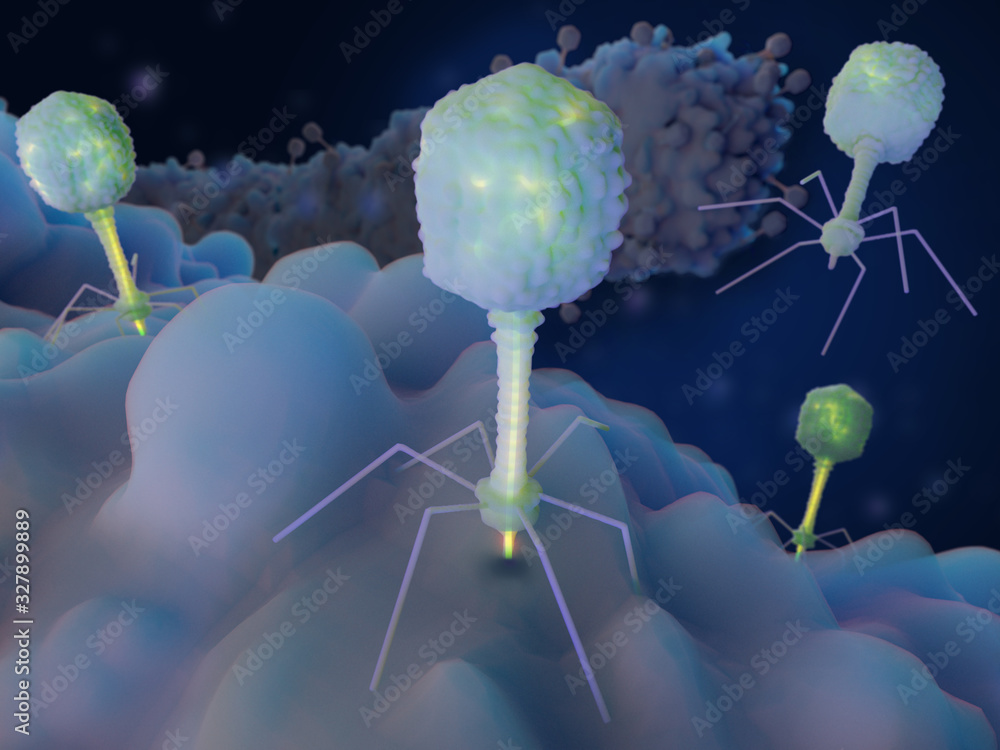 Bacteriophages injecting their genome into bacteria, replicate and ...