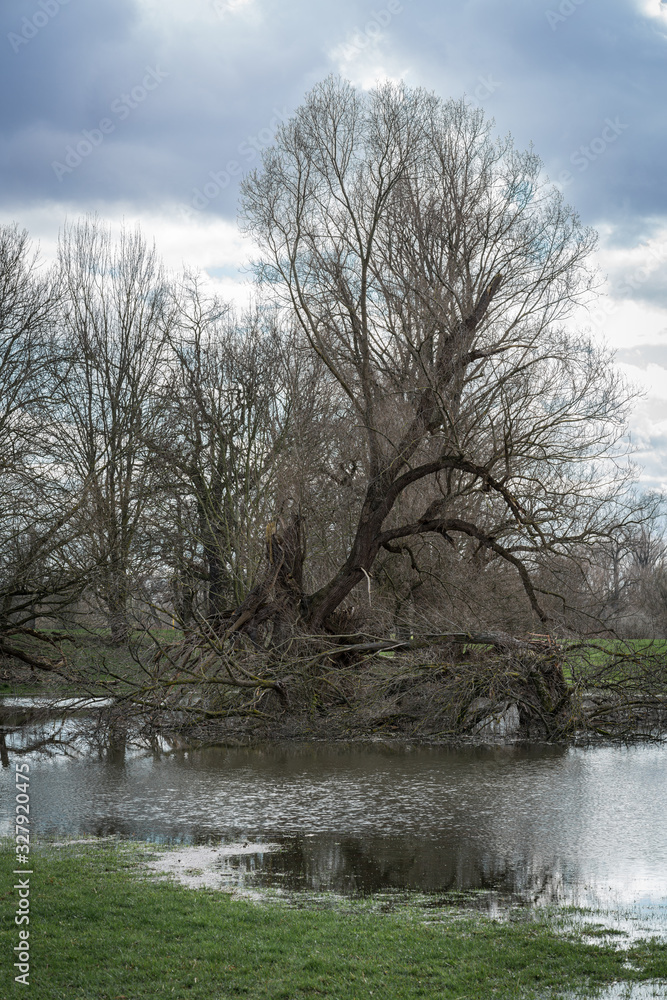 Floodplain in a snowless winter. View over the meadows with an old bare ...