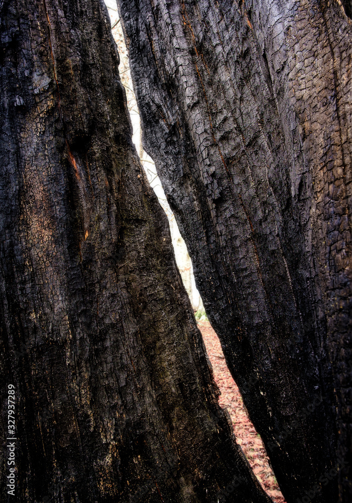 The inside of a sooty tree with a crack in the middle with forest in ...