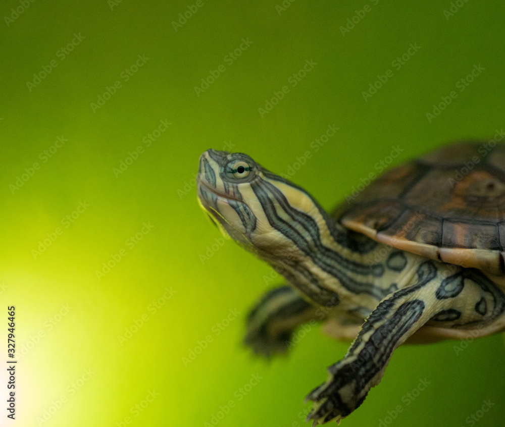 Beautiful Macro photograph of a yellow-bellied slider is a land and ...