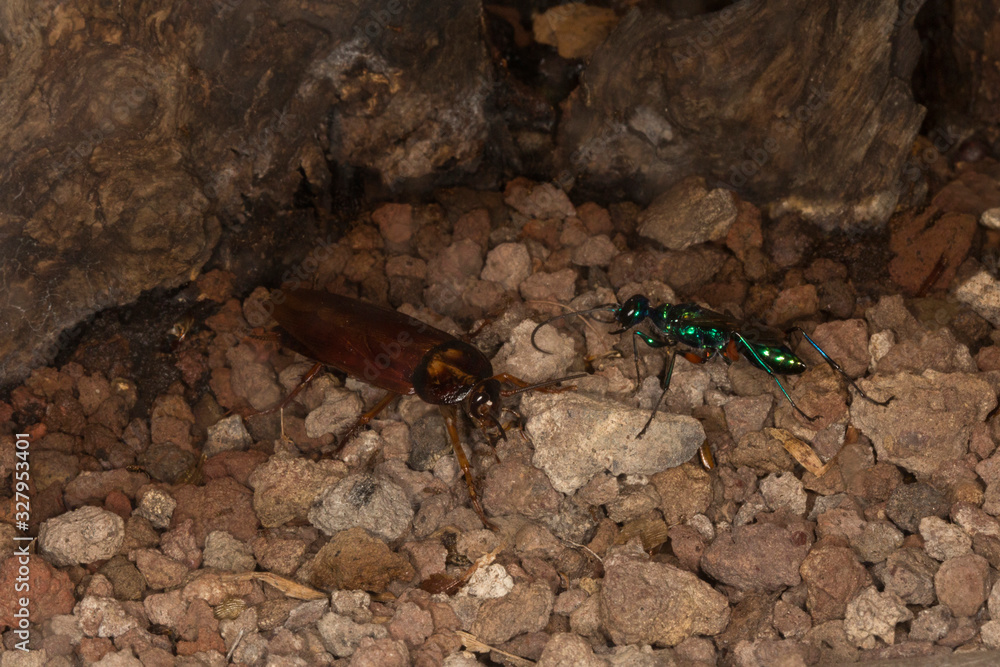 Emerald cockroach wasp or jewel wasp (Ampulex compressa). Stock Photo ...