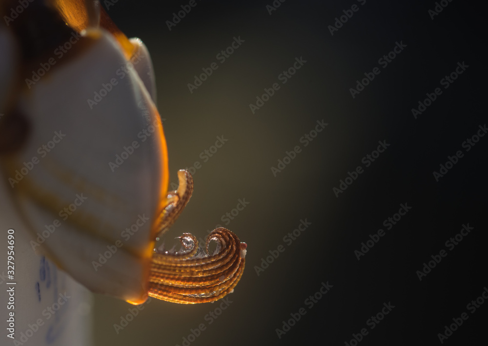 Macro photography of Lepas anatifera, commonly known as the pelagic ...