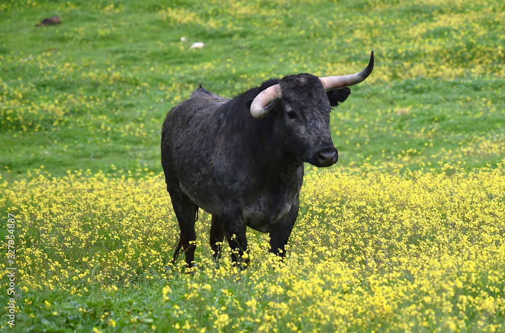 toro tipico español en una ganaderia Stock Photo | Adobe Stock