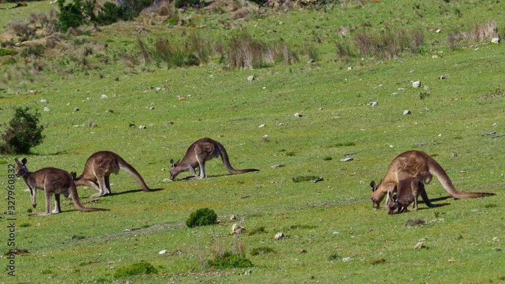 Macropus giganteus - Eastern Grey Kangaroo living, feeding and jumping ...
