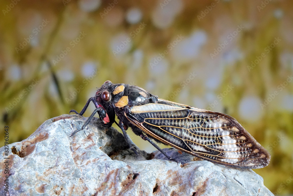 Cicada : Butterfly cicadas with broad multicolor wings. Blue butterfly ...