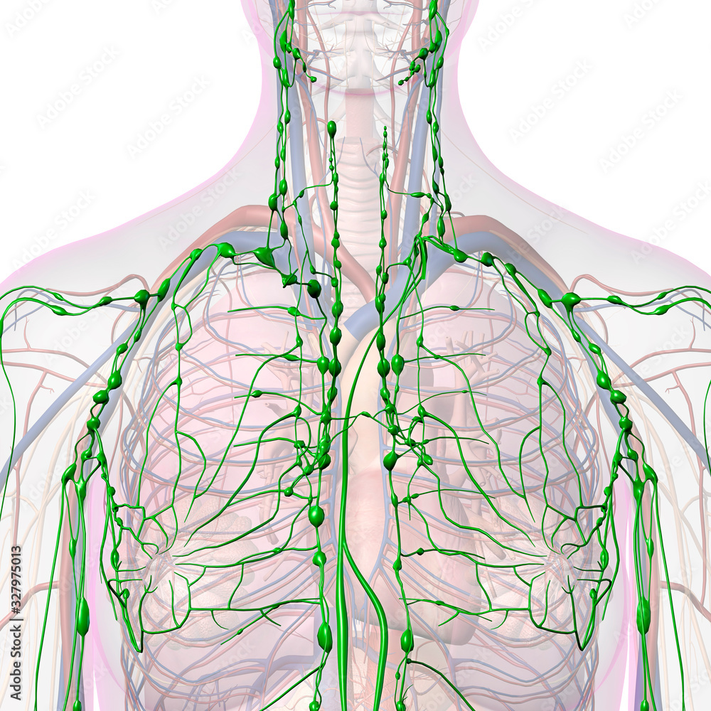 Lymphatic System Internal Anatomy in Female Chest on White Stock ...