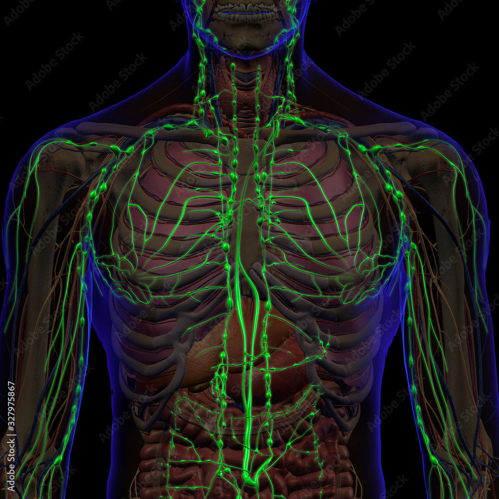 Lymphatic System Internal Anatomy in Male Chest on Black Stock ...