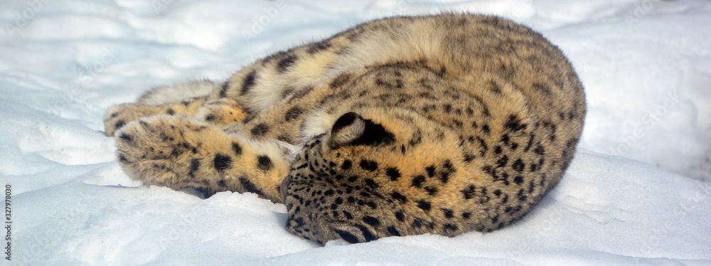 The snow leopard is a large cat native to the mountain ranges of ...