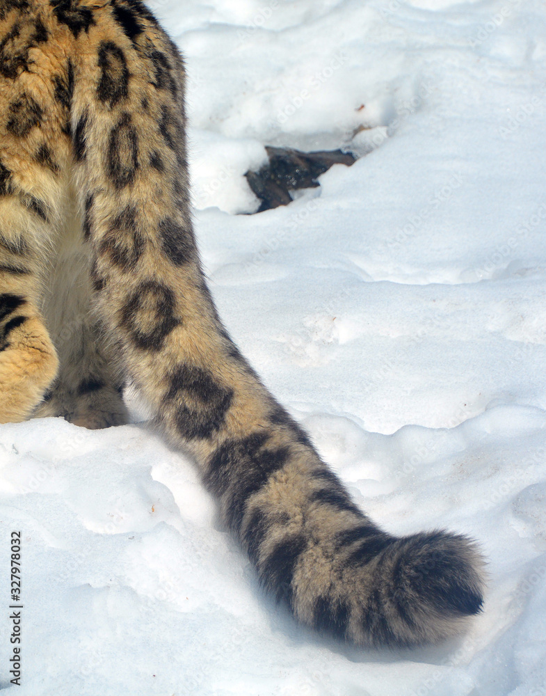 The snow leopard tail is a large cat native to the mountain ranges of ...