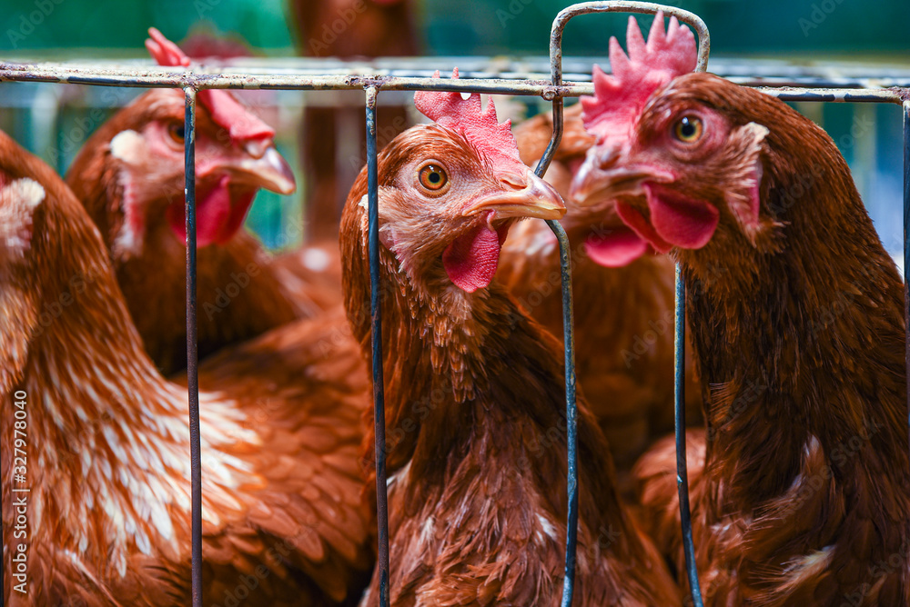 Gallinas ponedoras con cresta roja en una jaula poniendo huevos Stock-Foto | Adobe Stock