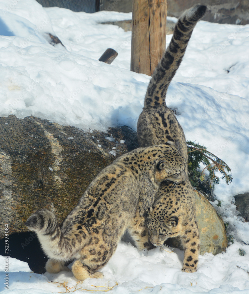 The snow leopard is a large cat native to the mountain ranges of ...