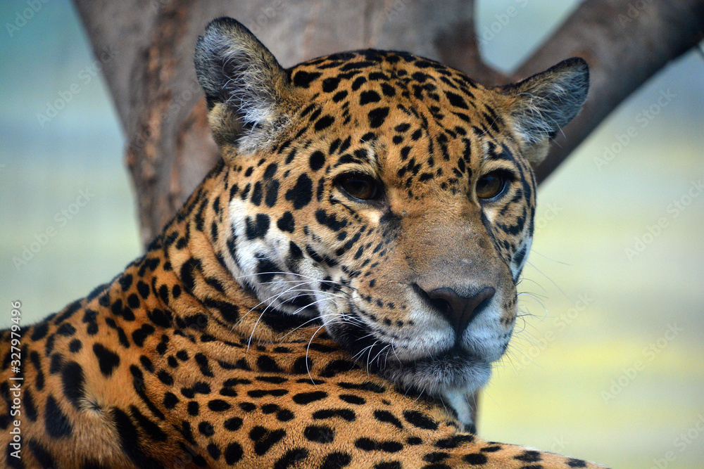 Jaguar is a cat, a feline in the Panthera genus only extant Panthera ...