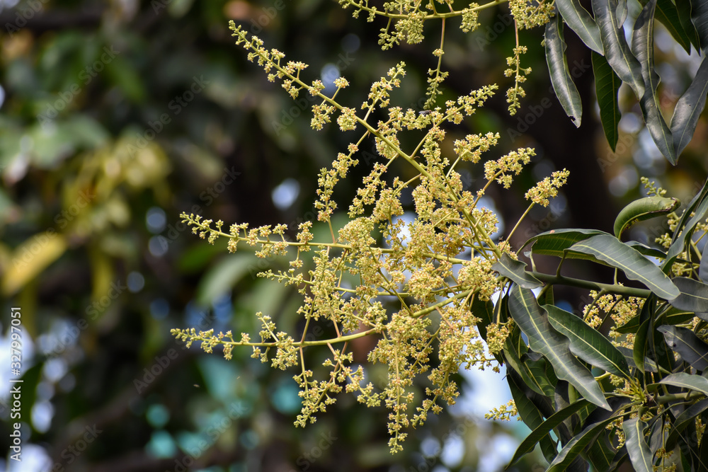 Flowers and buds of Mangifera indica, commonly known as mango with ...