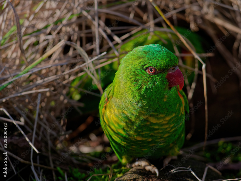 The superb parrot, Polytelis swainsonii, also known as Barraband's ...