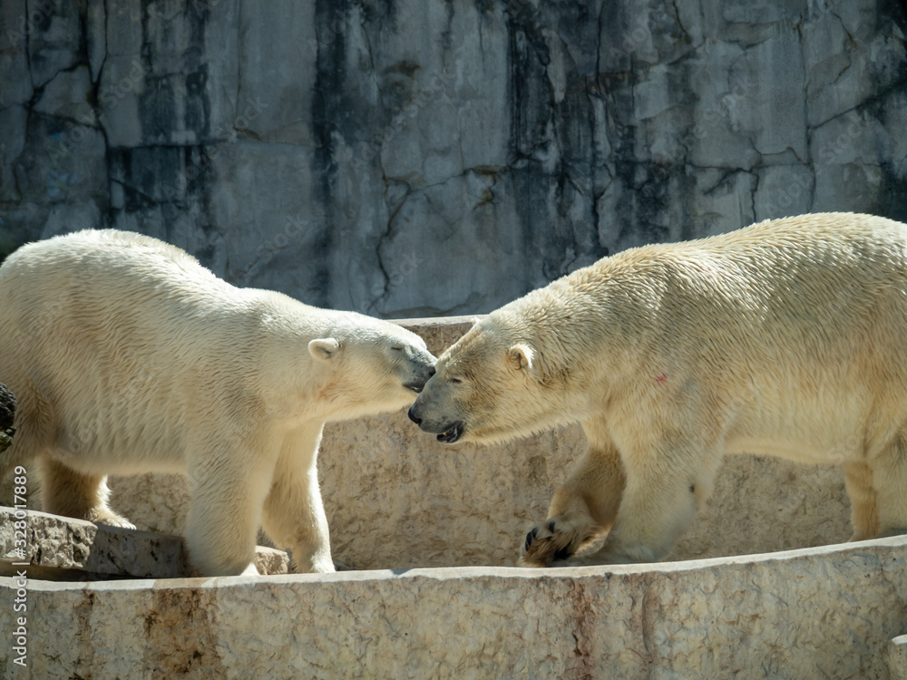 The polar bear is a hypercarnivorous bear whose native range lies ...