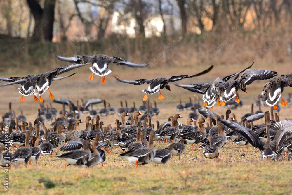 Fotografia do Stock: Flying Greater white-fronted goose - Anser ...