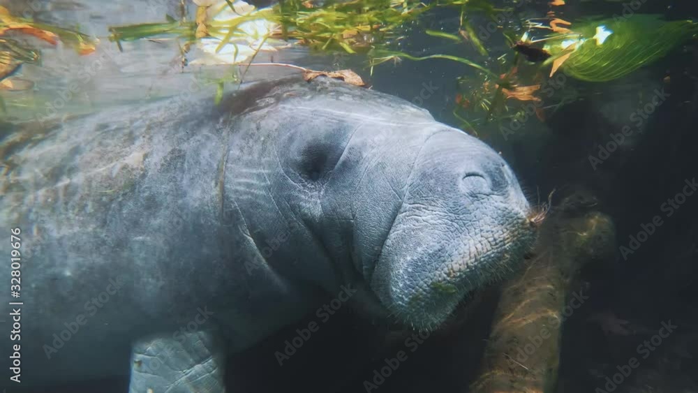 4K UHD slow motion underwater of a swimming Manatee in the clear water ...