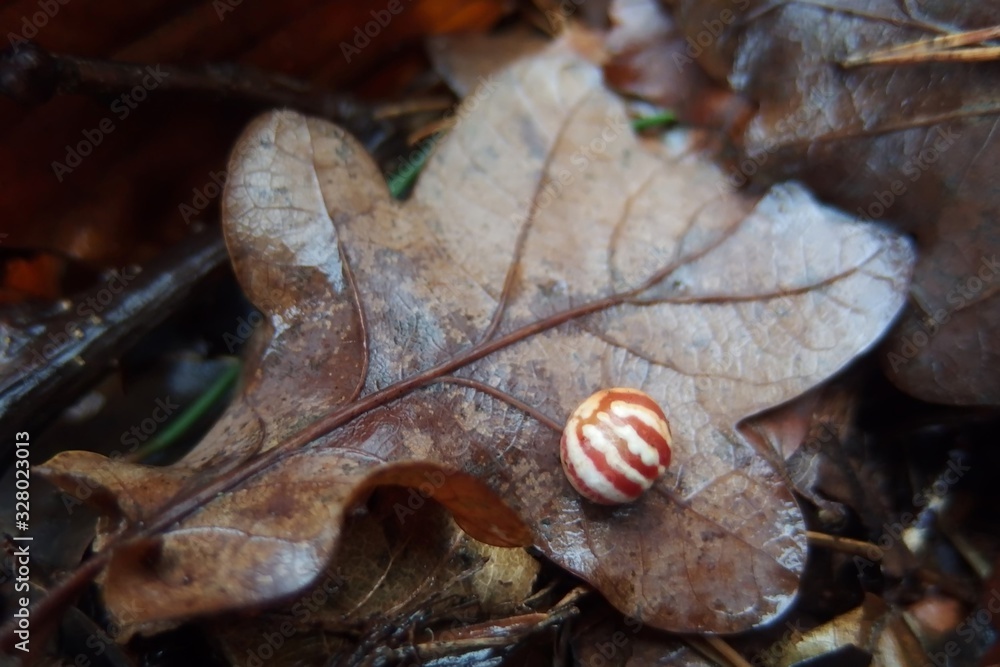 Gall (cecidia) on oak leaf, looking like a small striped ball. Plant ...
