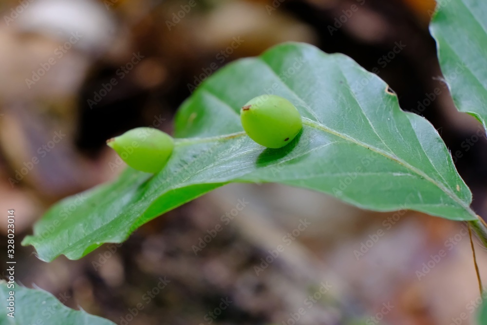 Little green galls (cecidia) on green leaf. Plant galls are abnormal ...