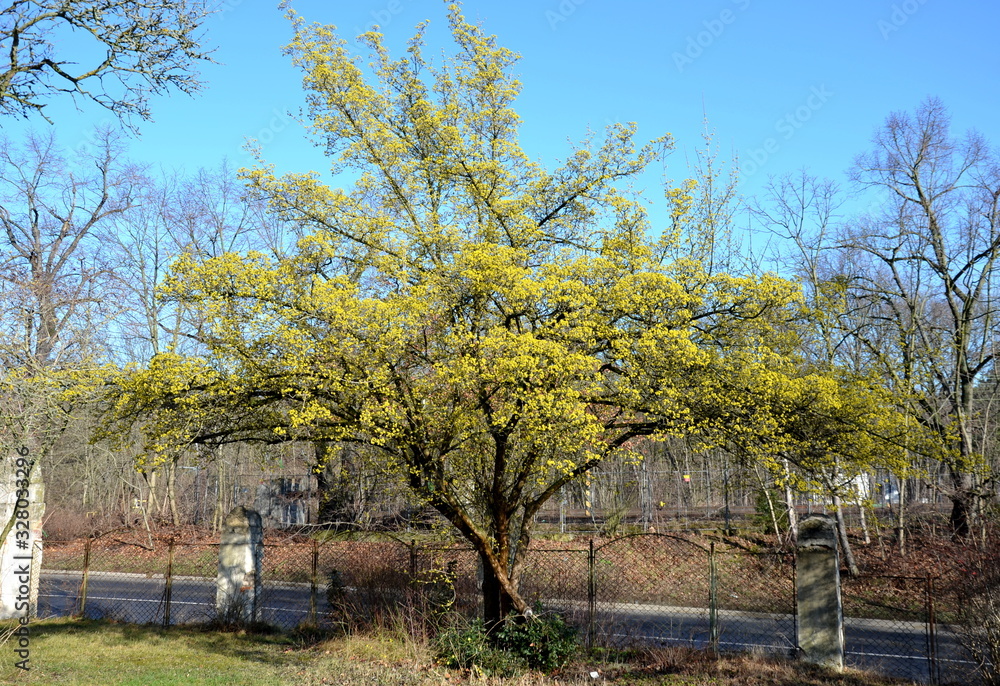 Cornus mas, a flowering shrub sometimes until the tree blooms in March ...